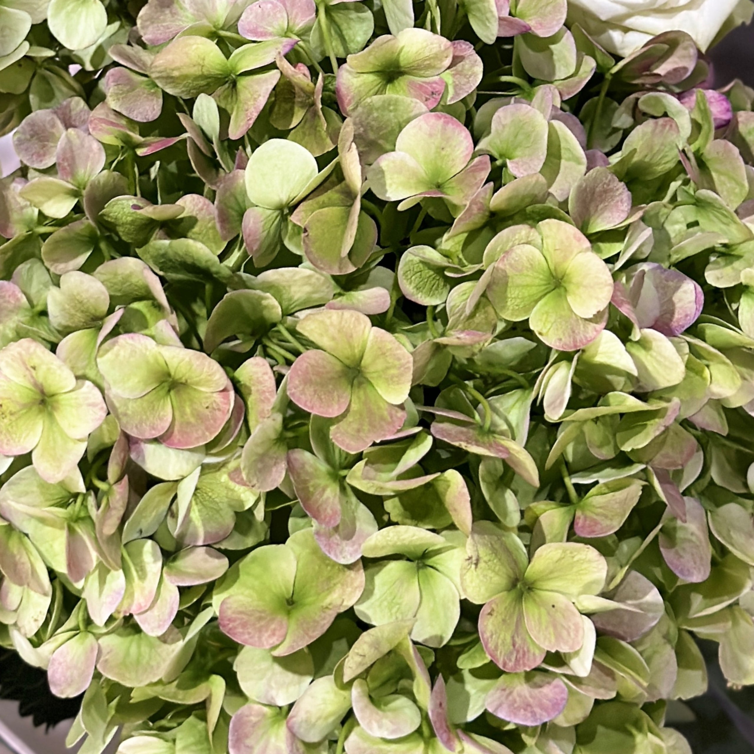 Antique Hydrangeas | Bay Blooms Boutique Flower Farm